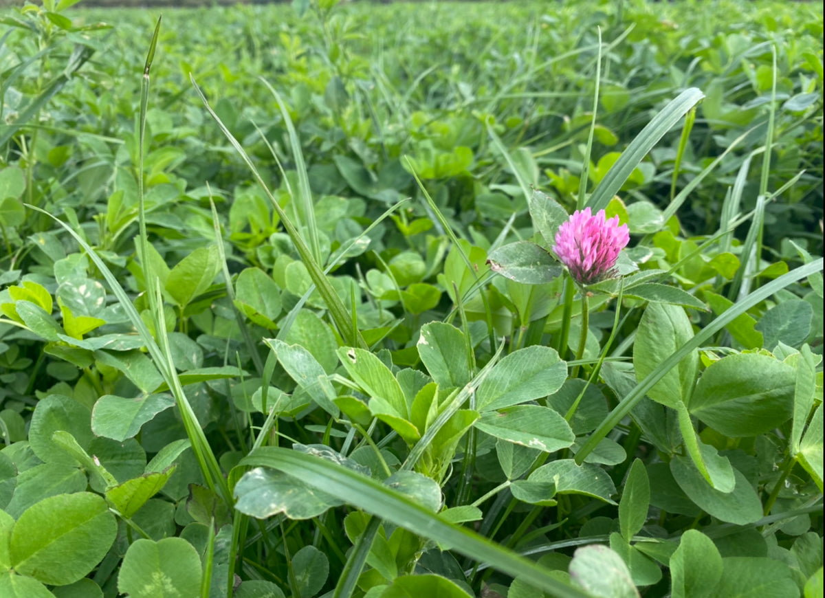 Protein Forage Crops & Planning.... – Grass Science Seeds