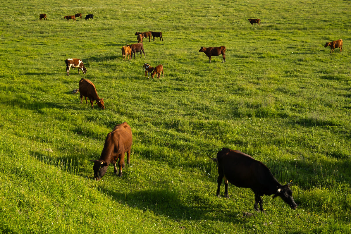 Grazing Guide – Grass Science Seeds