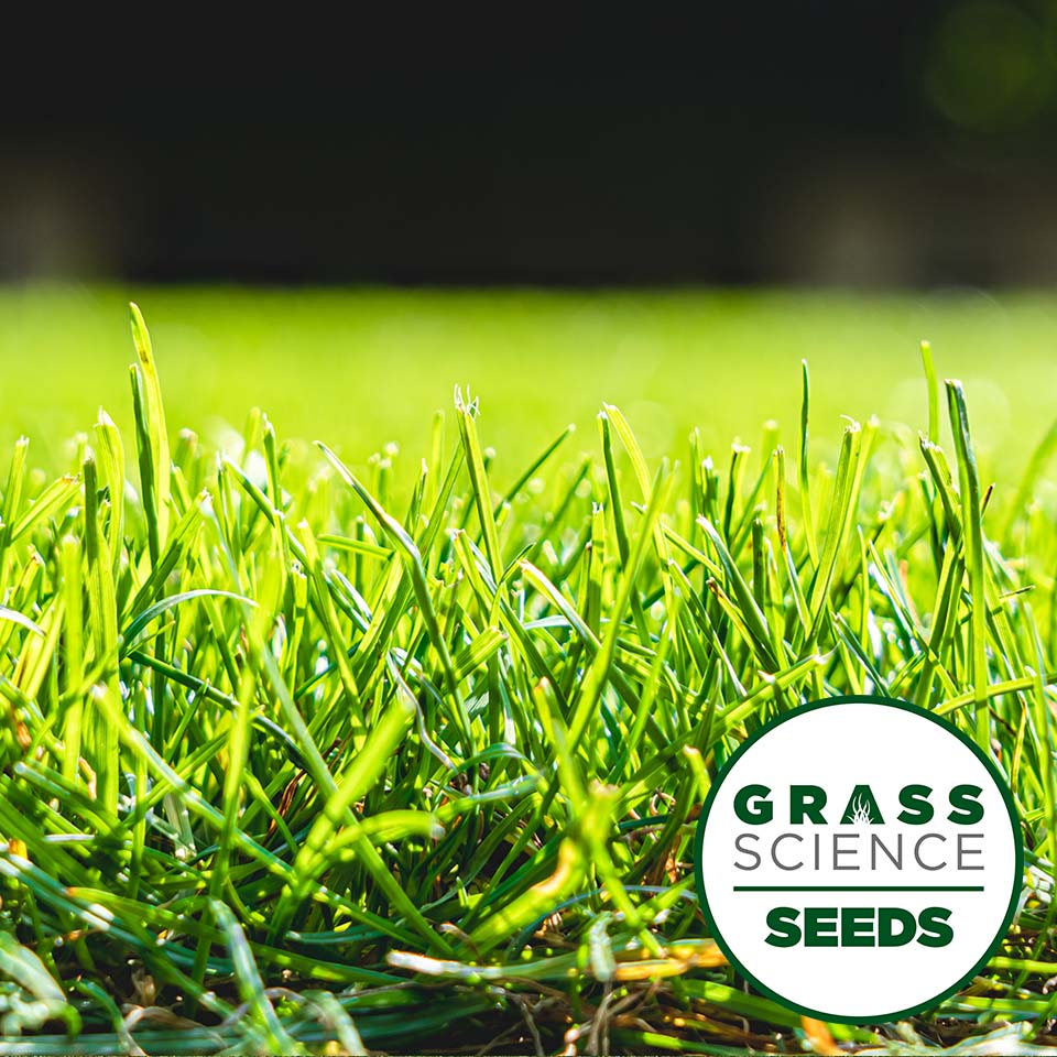 Amenity Grass Seed - GSS BESPOKE MIXTURE – Grass Science Seeds