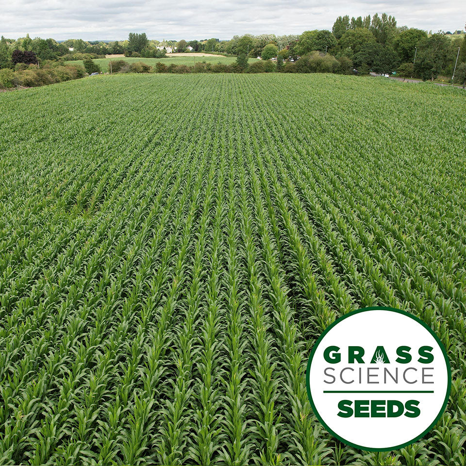 Agricultural Grass Seed - GSS FORAGE MAIZE SEED – Grass Science Seeds
